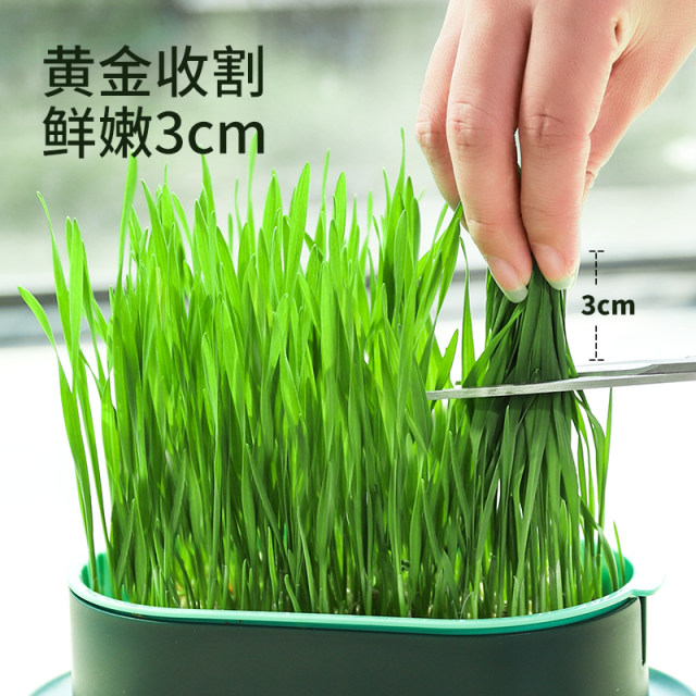 Cat grass potted seed nursery tray, lazy hydroponic hair ball tablets ...