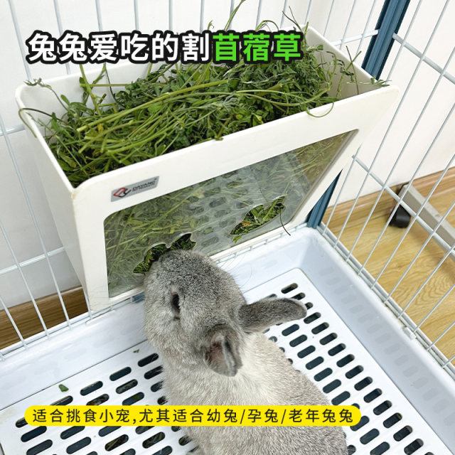 Alfalfa grass rabbit food alfalfa grass edible grass rabbit food ...