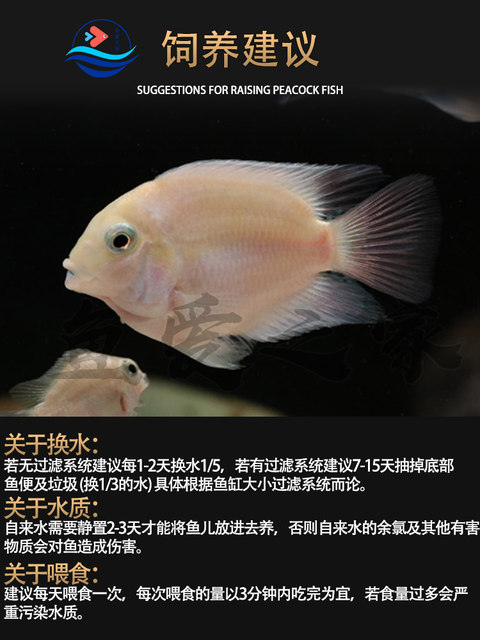 Tropical Freshwater Mini Blue Platinum Parrot Short Goby Phoenix Live ...