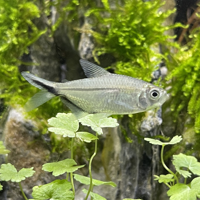 Black-tailed big hook group swimming fish grass tank tropical ...