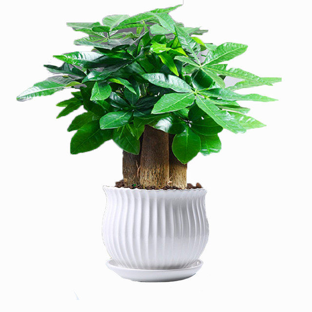 Fortune tree, small potted flowers and green plants in the office ...