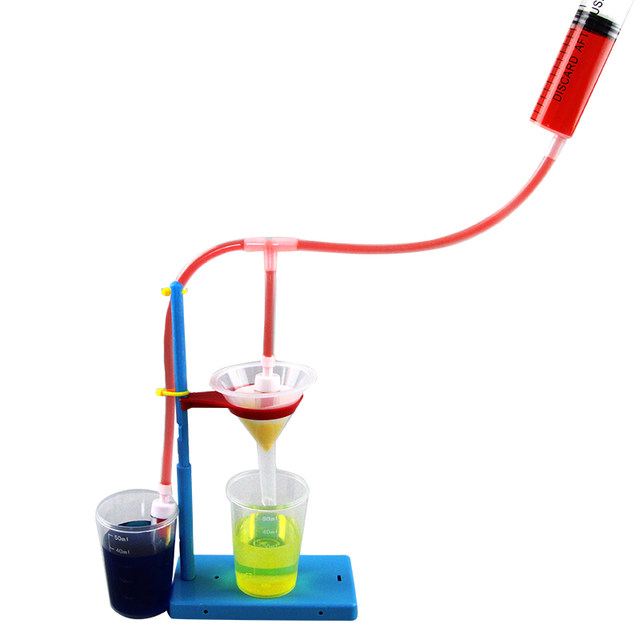 Kidney filtration kidney unit model production material package DIY ...