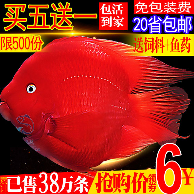 Red parrot fish live fish tropical ornamental fish fortune fish Feng ...