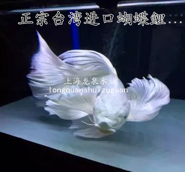 Authentic Taiwanese butterfly carp gold platinum dragon phoenix koi ...