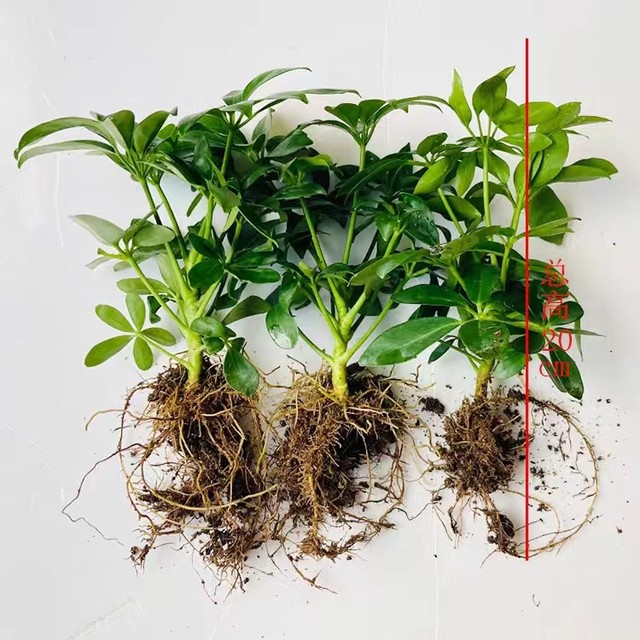 Duck foot wood potted indoor plant attracts wealth from all directions ...