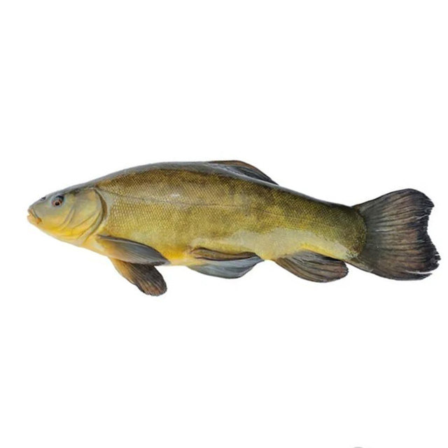 Ding Gui fish fry freshwater culture edible European big Ding Gui fish ...