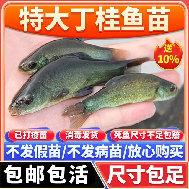 Ding Gui fish fry freshwater culture edible European big Ding Gui fish ...