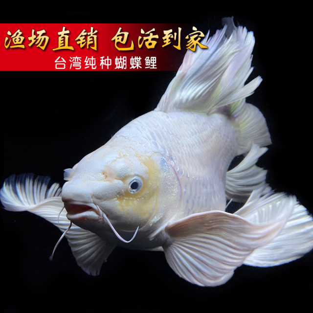 Taiwan purebred butterfly carp platinum sphere dragon butterfly carp ...