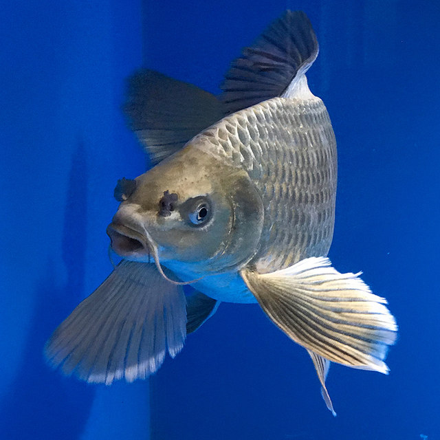 Taiwan purebred panda carp ancient gold dragon butterfly carp dragon ...