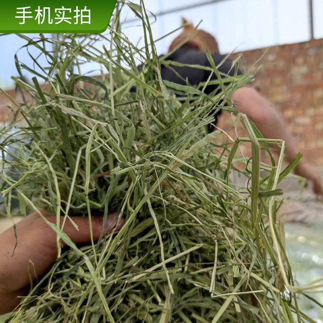 Spot dried Timothy hay rabbit chinchilla guinea pig rat pet supplies ...