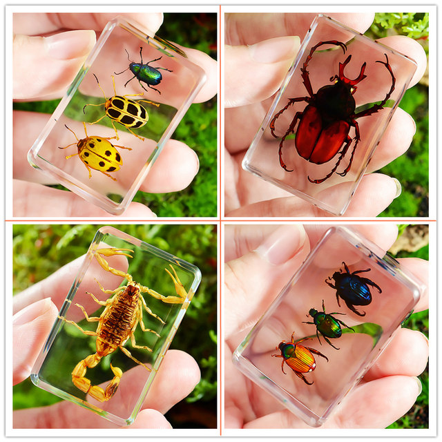 Real insect specimen transparent resin creative small decorative ...