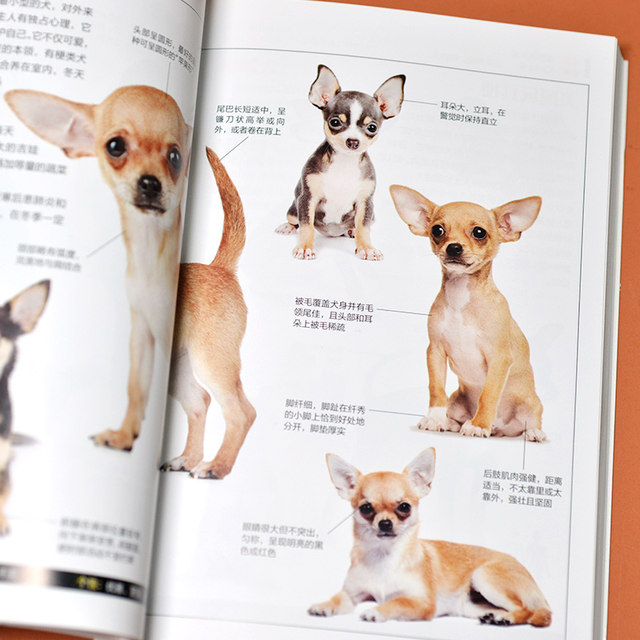 Authentic Quick Reference Guide to Famous Dog Breeds: Comprehensive ...