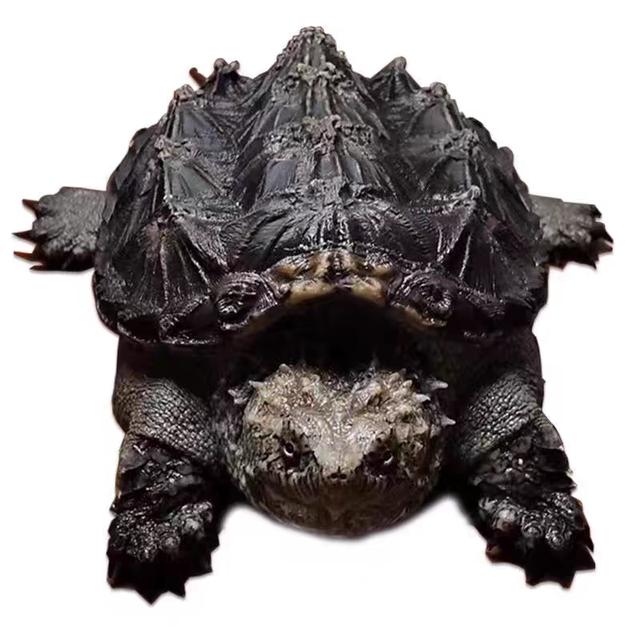 North American small snapping turtle hatchling, live pet turtle ...