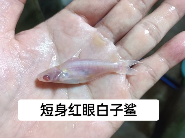 Red-eyed white shark, Laurentian shark, short-bodied albino blue shark ...