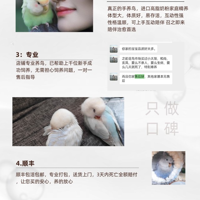 Hand -raising chicks, young birds, hand -raising pets, half -haired ...