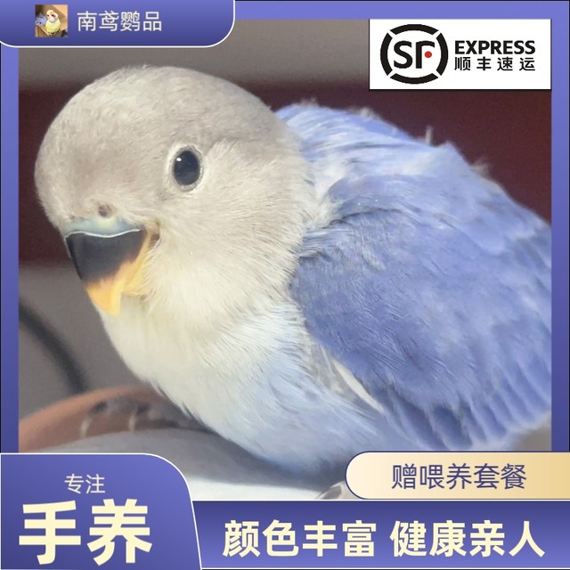 Hand -raising chicks, young birds, hand -raising pets, half -haired ...