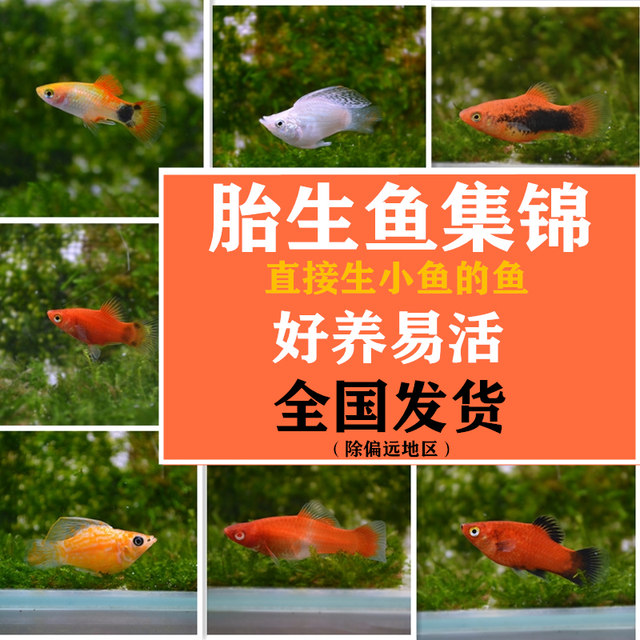 Mary Ball Fish Mask Tool Fish Small ornamental Fish Live Tropical Fish ...