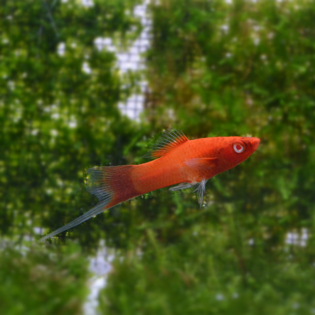 Mary Ball Fish Mask Tool Fish Small ornamental Fish Live Tropical Fish ...