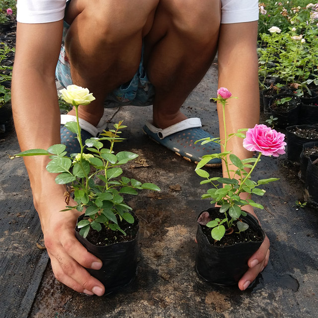 Chinese rose seedlings climbing vine flowering plants oversized flower ...