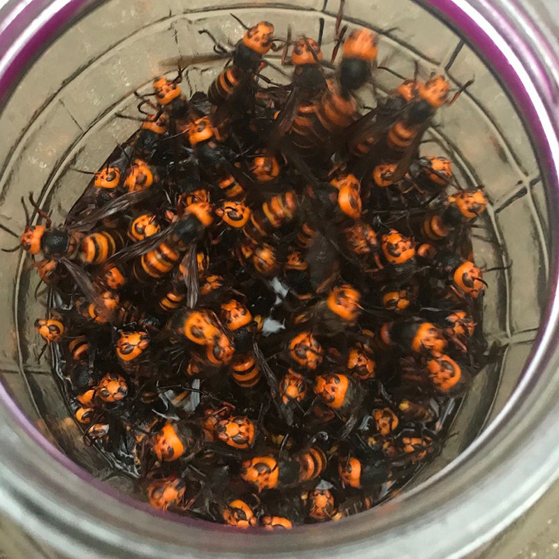 Golden-Ringed Hornet, Mine Bee, Bulk Bumble Bee, Wasp Soaked in Wine ...