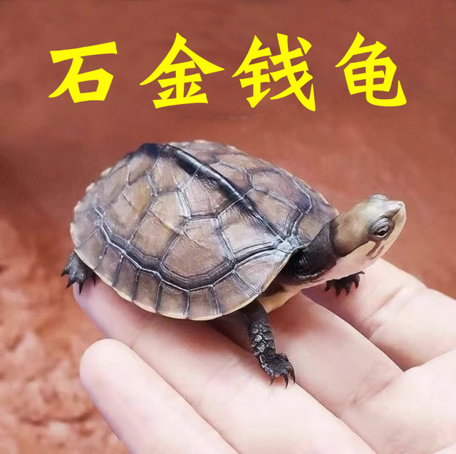 Money Turtle Live Turtle Watching the Internet Red Life Couple Turtle ...