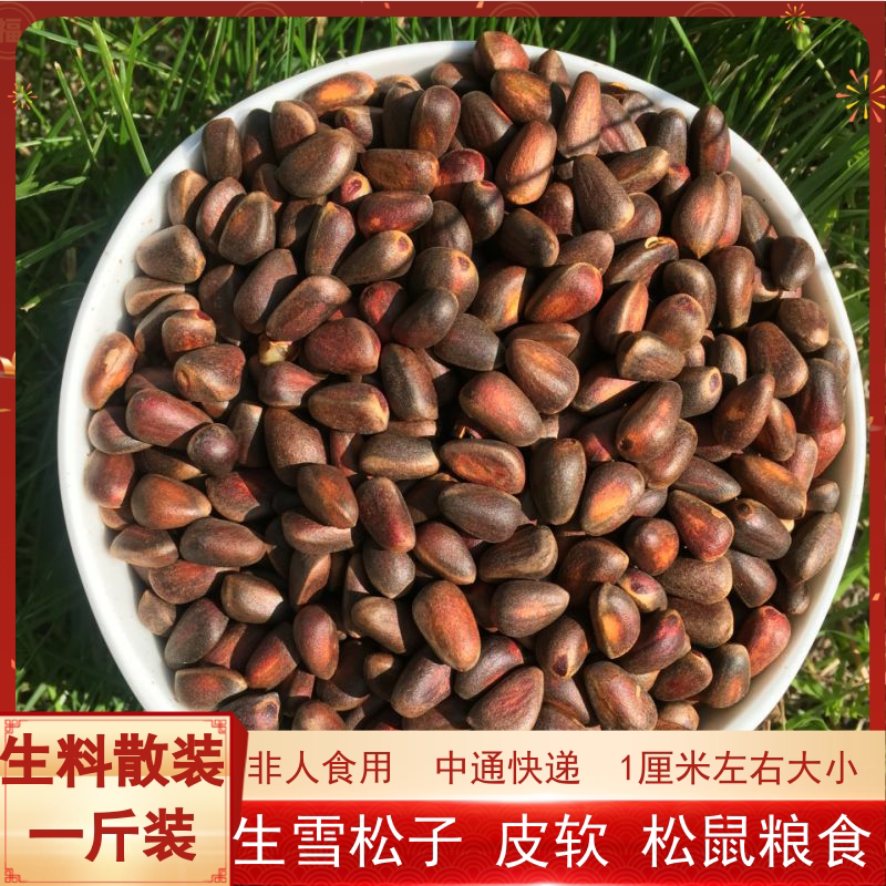 Noix de cèdre crues - snacks aux noix de pin et aux grains d'écureuil ...