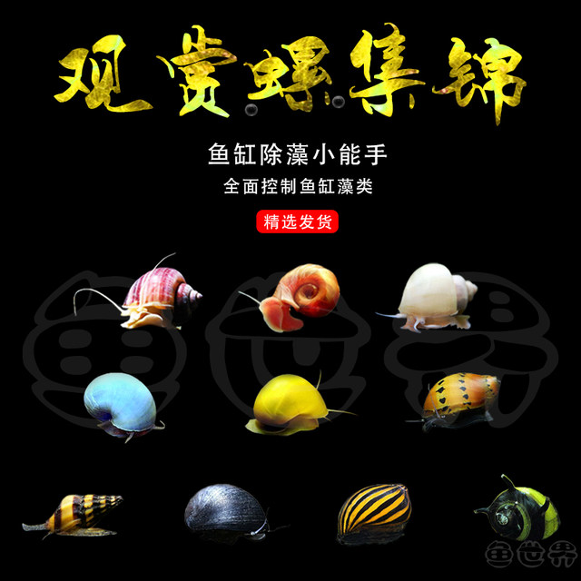 Watching snail apple mysterious yellow snail gold zebra onion tool tool ...