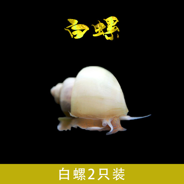 Watching snail apple mysterious yellow snail gold zebra onion tool tool ...