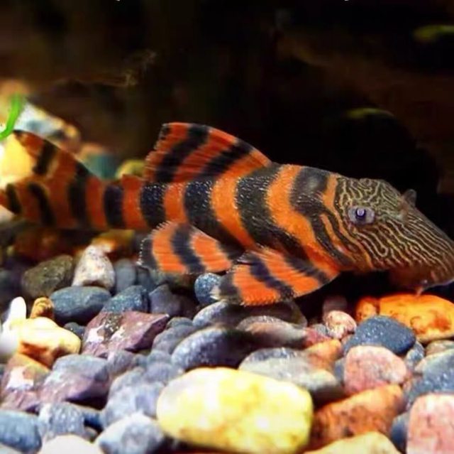 Alenka Red Tiger L397 special-shaped fish ornamental tropical fish ...