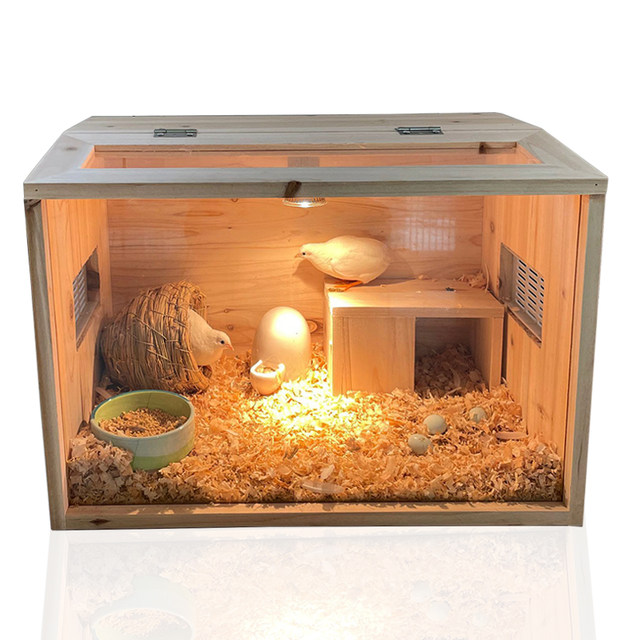 Rudin chicken breeding box Ludin chicken live parrot Cole duck bird ...