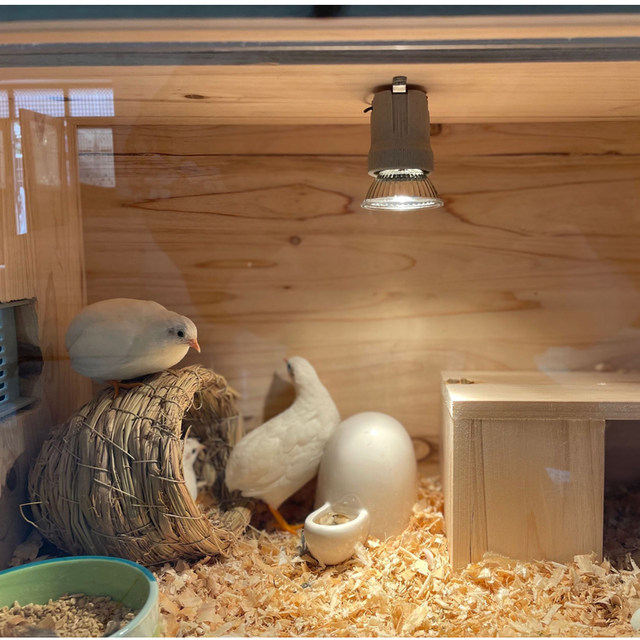 Rudin chicken breeding box Ludin chicken live parrot Cole duck bird ...