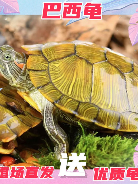 Golden Brazilian Turtle Turtle Live Pet Small Turtle Seedlings Live ...