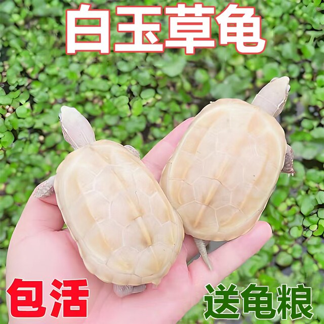 White jade turtle small turtle pet turtle ornamental easy feed to raise ...