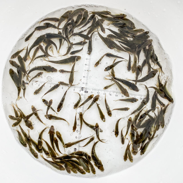 Black carp fry live large fry freshwater rice field rice flower red ...