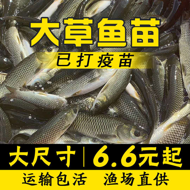 High-quality grass carp fry, Anhui fish fry, live fish pond fry, small ...