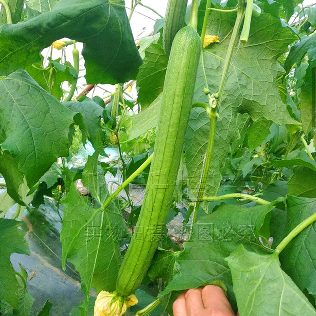 Long-line luffa seed seedlings in spring and autumn, straight, early ...
