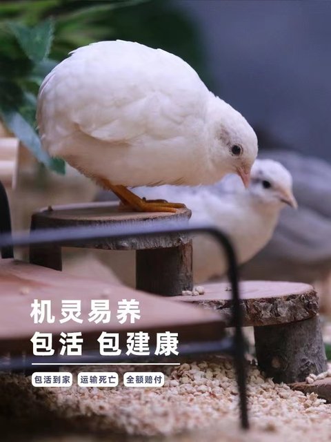 Jiyoujia Internet celebrity rudin chicken 40-60 days young chicken live ...