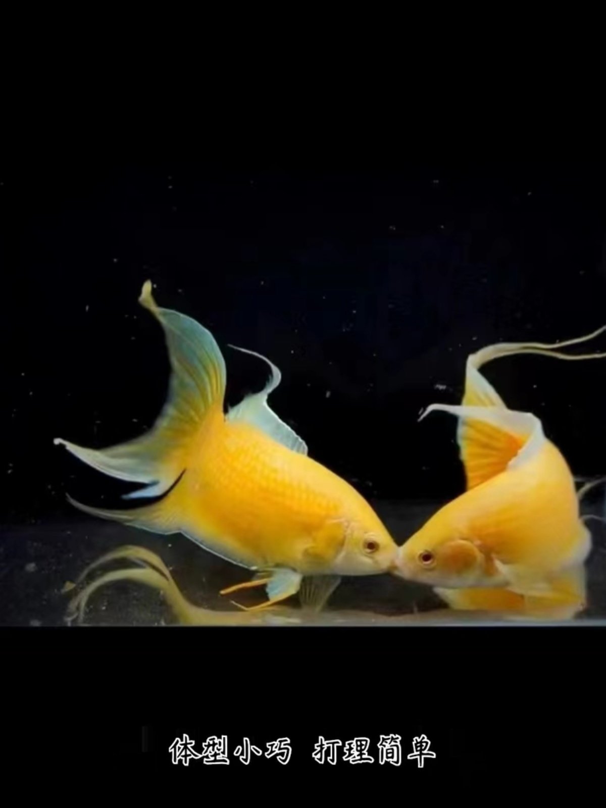 Gold Douyu Chinese Douyu without oxygen cold water ornamental fish is ...