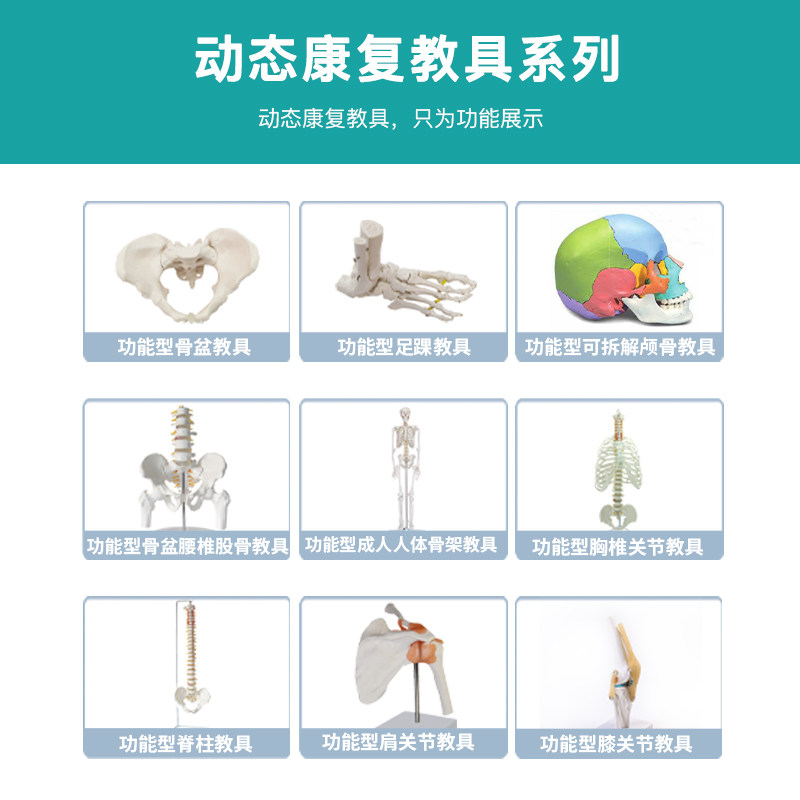 Ttheratools Mini Female Pelvic Model - Jointed Anatomy for Therapy ...