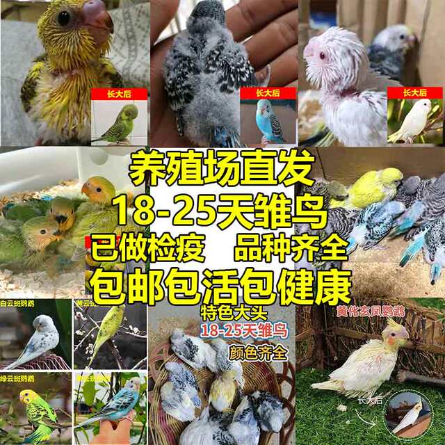 Parrot Living Birds Bird Cubs can learn to speak peach noodles Peony ...