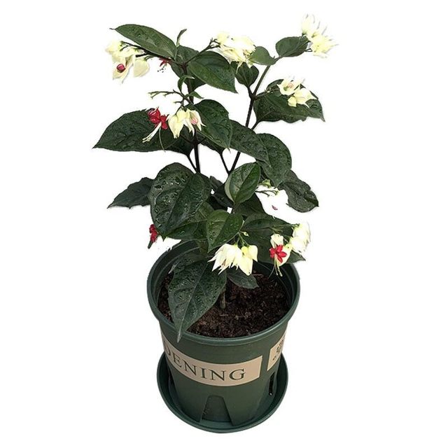 Hot Safflower Dragon Tuzhu Flower Seedling Kirin Tuzhu Florals Flower ...