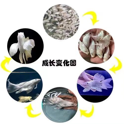 Taiwan butterfly carp ornamental fish big fin long tail cold water fish ...