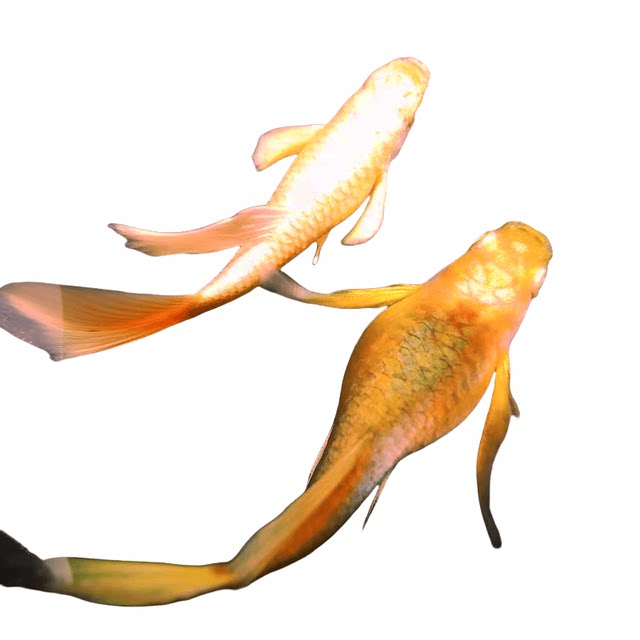 Full scales Golden Tiansheng Peacock Fish Gold Ribbon Watching Fish ...