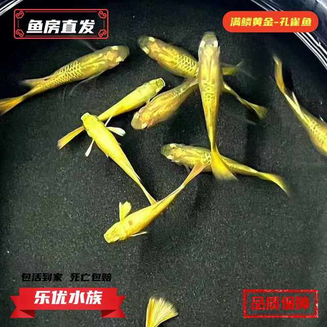 Full scales Golden Tiansheng Peacock Fish Gold Ribbon Watching Fish ...