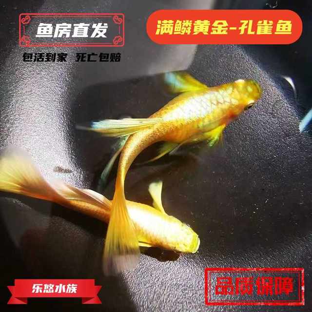 Full scales Golden Tiansheng Peacock Fish Gold Ribbon Watching Fish ...