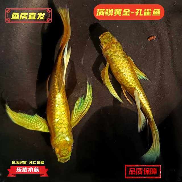 Full scales Golden Tiansheng Peacock Fish Gold Ribbon Watching Fish ...