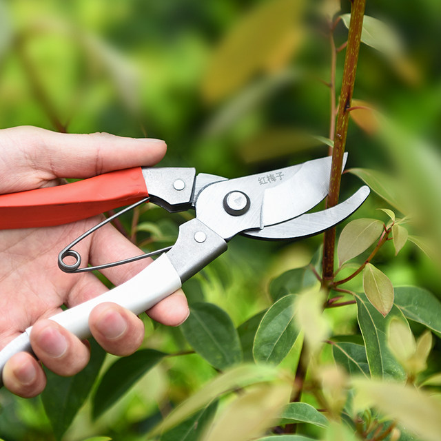 Stainless steel branch pruning shears for picking fruits and flowers ...