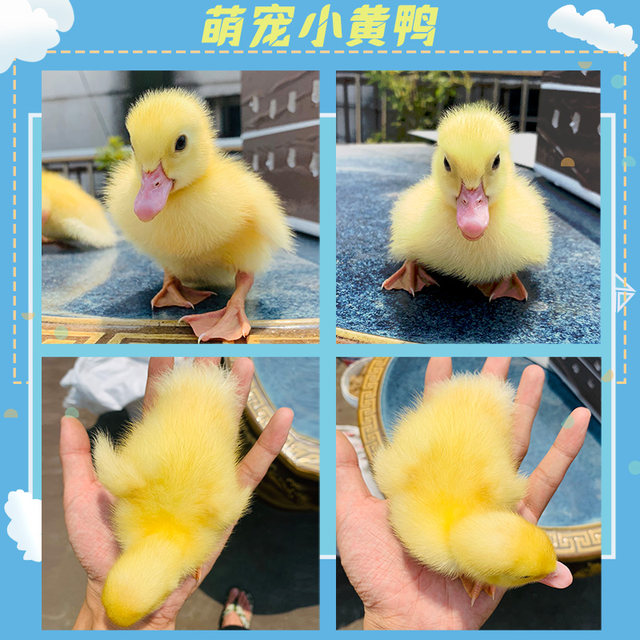 Internet celebrity pet little yellow duck seedling pet duck live little ...