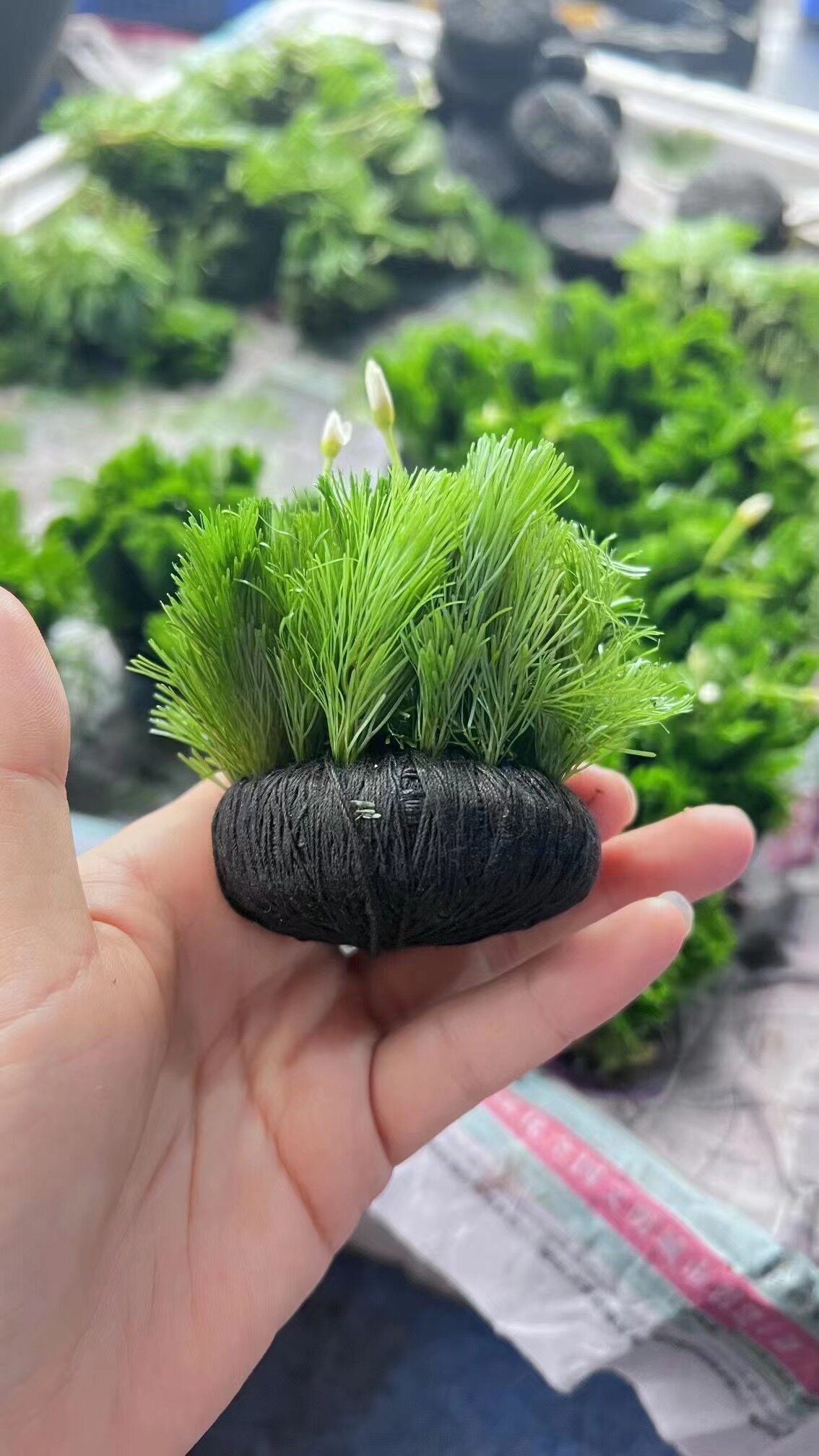 Green chrysanthemum small grass tank fish tank landscaping water grass ...