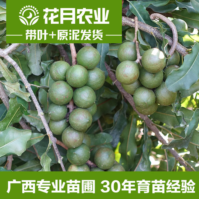 Macadamia nut saplings, macadamia nut grafting with cup saplings ...